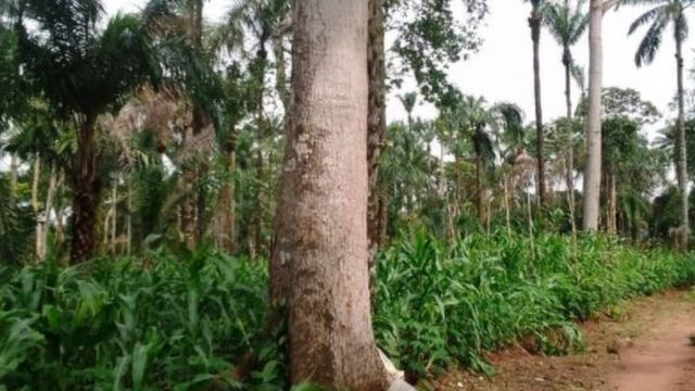 Sacred Trees: Osisi ndị dị mkpa n'Igbo oge gboo na ihe omimi so ha ...