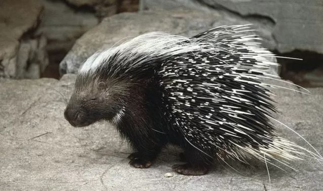 Taiwan - Chine : quelle est la "stratégie du porc-épic" élaborée par l ...