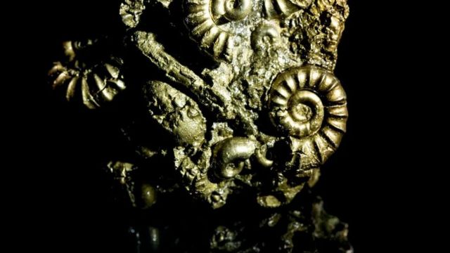 Bagaimana cara mengawetkan diri agar menjadi fosil - BBC News Indonesia