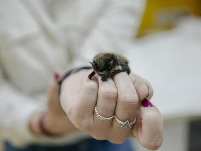 Slepi miševi u Srbiji: Istine i zablude o najomraženijim životinjama ...