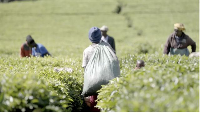 Miidhaan saalaa dubartoota qonna baala shaayii Keeniyaa keessa hojjatan ...