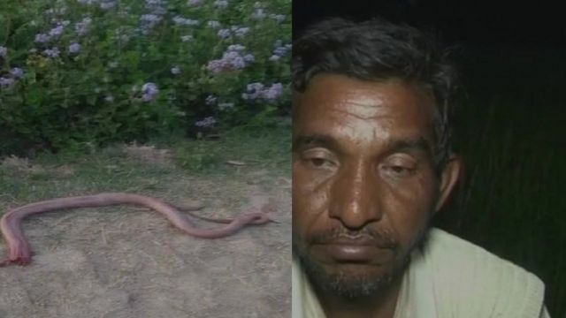 Man bite, come chew snake head - BBC News Pidgin
