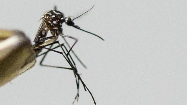 ডেঙ্গু জ্বর: এডিস মশা সম্পর্কে যেসব তথ্য জেনে রাখা ভাল - BBC News বাংলা
