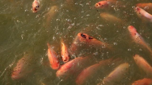 Pertanian dan budidaya ikan Mina padi :'Satu hektar lahan bisa dapat ...