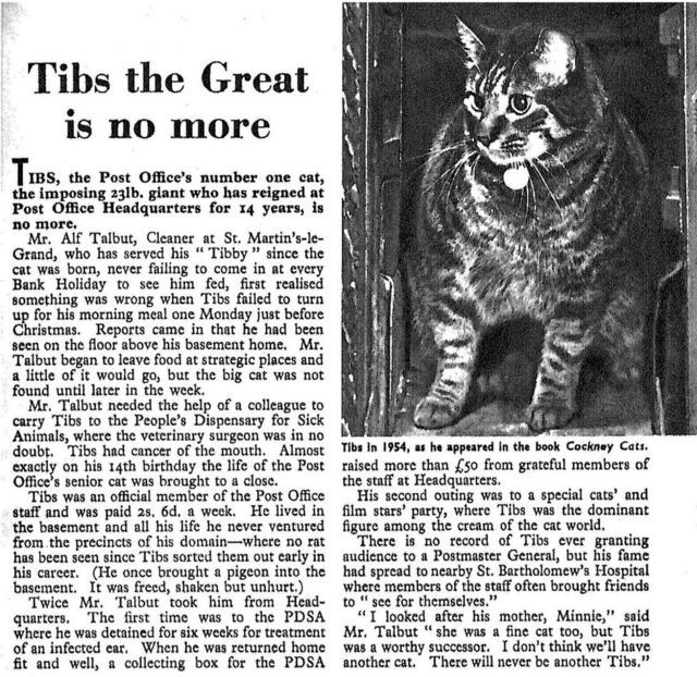 Cat Newspaper