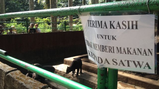 Hasil penyelidikan 'kasus beruang' di Kebun Binatang Bandung segera ...
