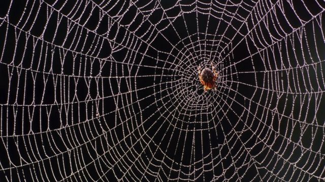 Životinje i ljudi: Zbog čega bez mnogo razmišljanja ubijamo paukove ...