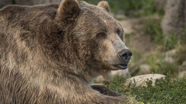Ведмідь витягнув жінку з намету посеред ночі і вбив її - BBC News Україна