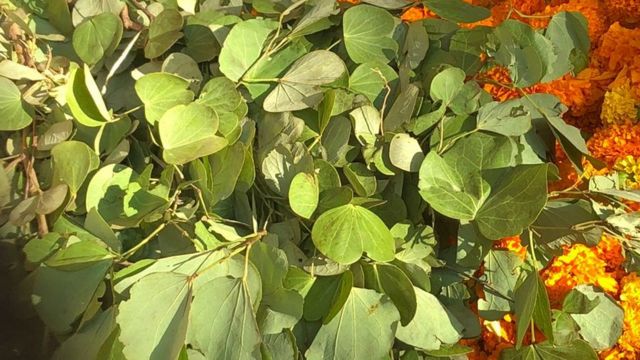 दसऱ्याला 'सोनं' म्हणून आपट्याची पानं का लुटतात? या झाडाचं महत्त्व काय ...