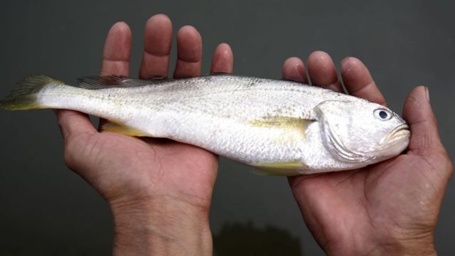 گوادر کی کروکر: ایک اکیلی مچھلی ایک کروڑ 34لاکھ میں - BBC News اردو