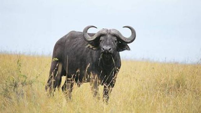 Jimmatti namichi gafarsaarraa oolchuuf rasaasa dhukaaseen hiriyaasaa ...