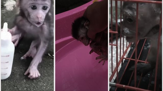 Video penyiksaan monyet: Investigasi BBC bongkar komunitas pembenci monyet internasional yang ...