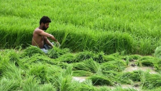 Jumli Marshi rice : 50 లక్షల కుటుంబాలకు ఆధారమైన ఈ బియ్యం రకం ...