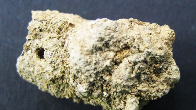 El fascinante hallazgo en unas heces de 8.000 años de antigüedad (y qué ...