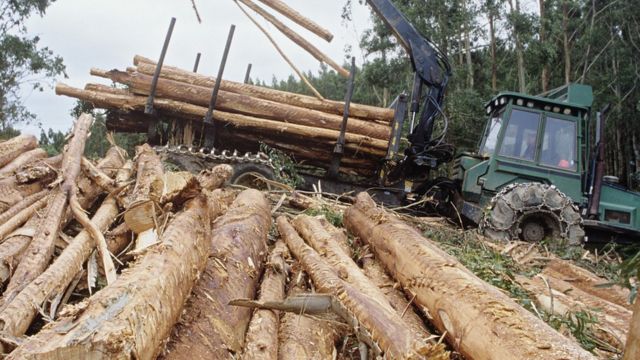 Eucaliptos y pinos: los bosques artificiales que contribuyen a la ...