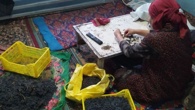 Yangiliklar: Oʻzbekiston qishloq ayollari qanday pul topmoqda ...