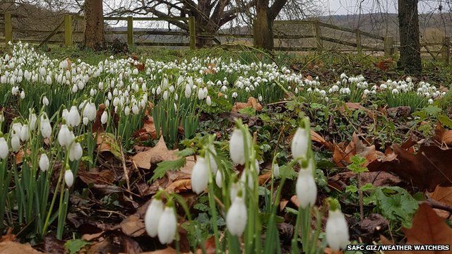 Sweet snowdrops - BBC Weather