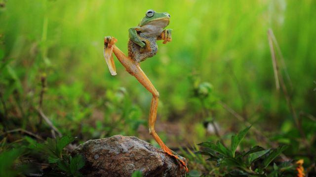 El fotógrafo que capta las expresiones más divertidas de los animales ...