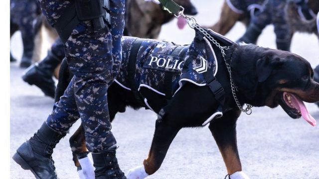 Ghana Police K-9 unit: Lance Corporal Chloe and di oda dogs wey dey ...