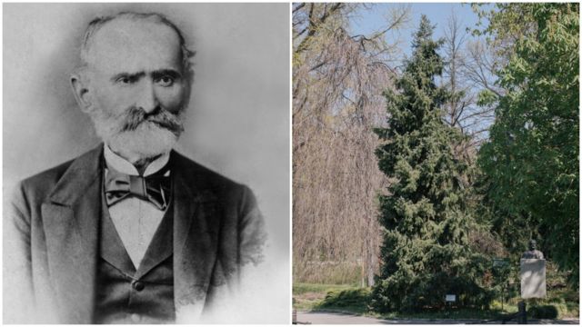 Josif Pančić i omorika: Kako je naučnik otkrio „ledenu lepoticu" - BBC ...