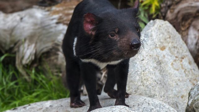 Dhaabbanni US bineensota sanyiin isaanii lafarraa bade deebisuufi - BBC ...