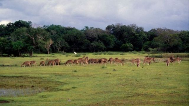 'මාවිල්ලු ගැසට් පත්‍රය ඉවත්කර ගන්න' - BBC News සිංහල