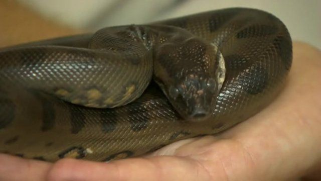 'Virgin-born' sawfish are a first in the wild - BBC News
