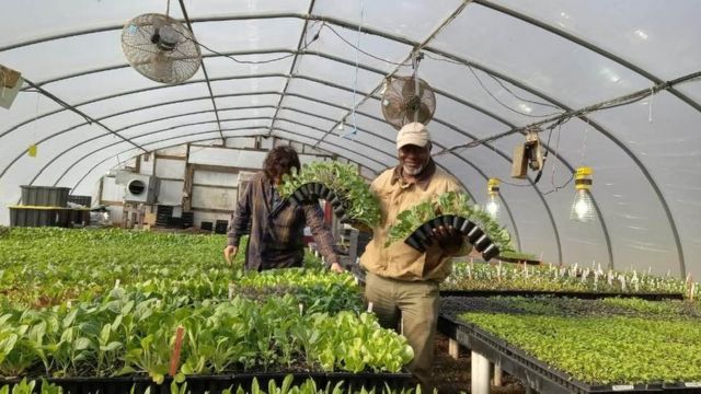 Dodo Farms: Ẹ wo bí àwọn ọmọ Yoruba ṣe làlùyọ nídìí iṣẹ́ àgbẹ̀ ní ...