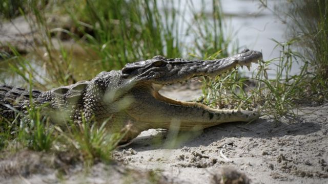 Konflik buaya dan manusia di Indonesia terparah di dunia, ratusan orang kehilangan nyawa ...