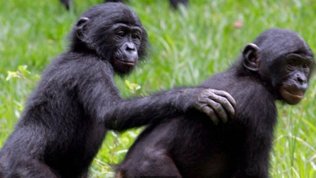 Por que adoramos assistir a novelas, séries e filmes? - BBC News Brasil