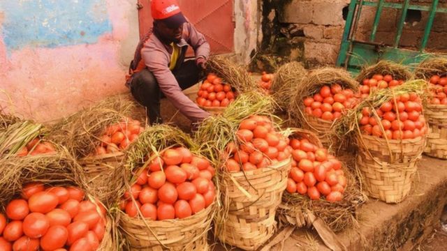 Cameroon latest news: Tomato farmers tok how border wey goment lock di ...