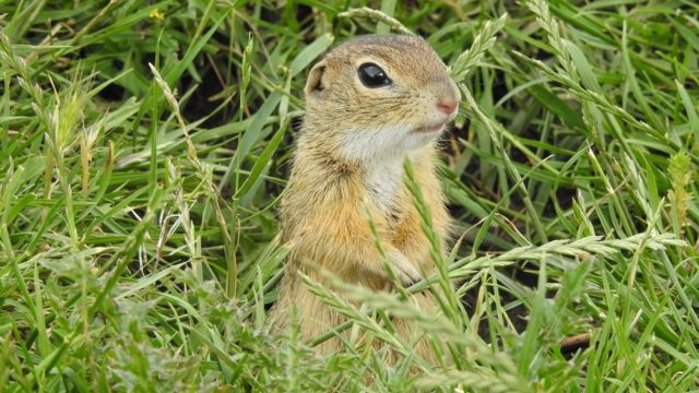 Životinje i Srbija: Koje su ugrožene i ranjive vrste i kako ih ...