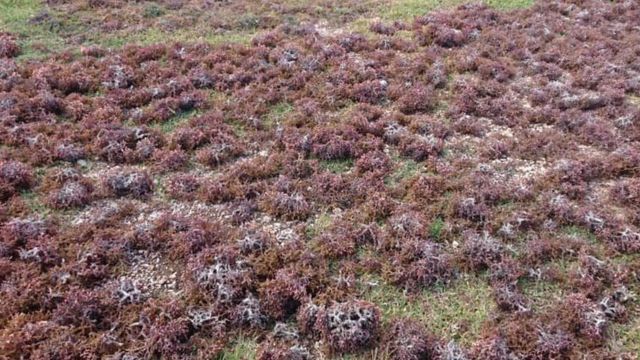 Mwani unavyowapa furaha wanawake Zanzibar, na kukabili mabadiliko ya ...