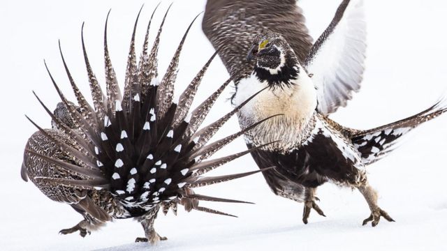 Concurso premia as mais impressionantes fotos de pássaros; veja imagens ...