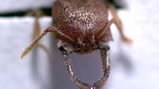 ‘Hell ant’ found in 99 million year old amber - BBC Newsround