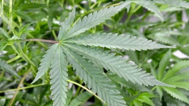 Rwanda: Iteka rishya rya minisitiri rigena ikoreshwa ry’urumogi rivuga ...