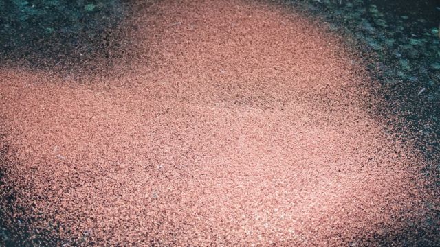 El kril: el ejército de diminutos crustáceos capaz de crear poderosas ...