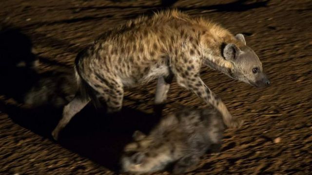 'Haati osoo sa'a elmituu waraabessi daa'ima butee galaafate' - Abbaa ...