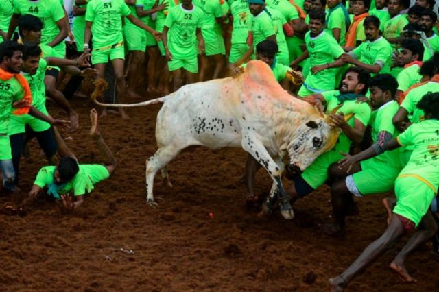 జల్లికట్టు: ఈ పోటీలో ఎద్దును అదుపు చేసి గెలిచినోళ్లకు పిల్లనిచ్చి ...