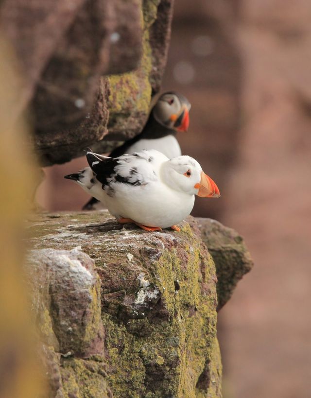 Baby Puffin Bird
