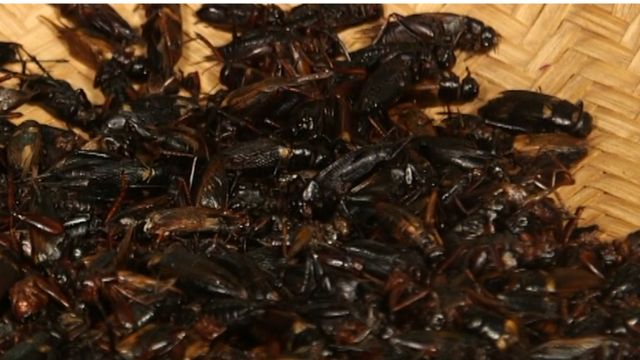 Senene: Mradi wa kula wadudu wavutia Benki ya Dunia na WHO - BBC News ...