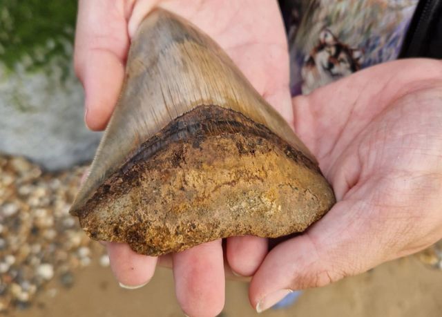Real Megalodon Tooth