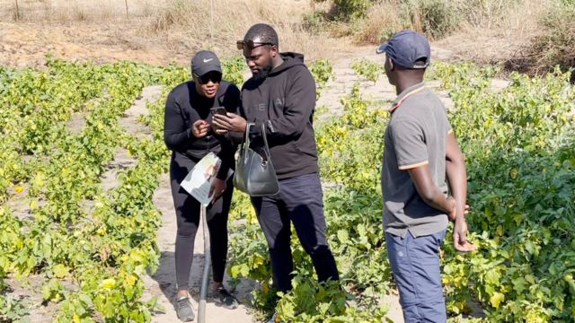 Agro-business: Claudia Senghor, la femme « agro-entrepreneure » 3.0 - BBC News Afrique