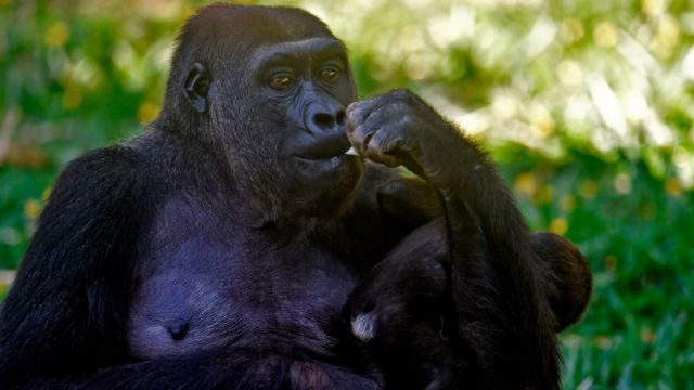 Gigantopiteco: los secretos del mayor simio que jamás haya existido ...