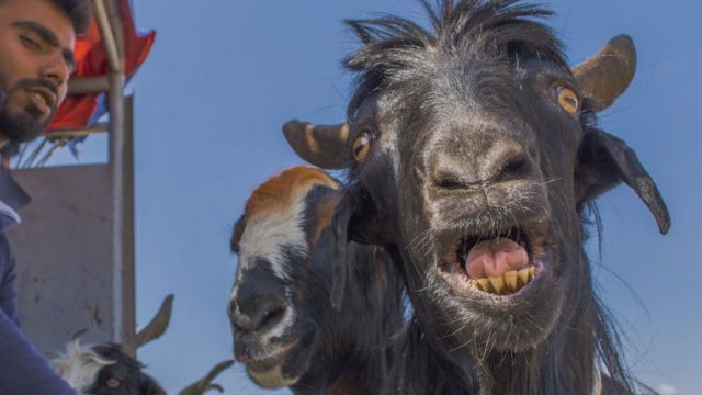 Scientists say goat dey prefer to stay wit pipo wey get happy face ...