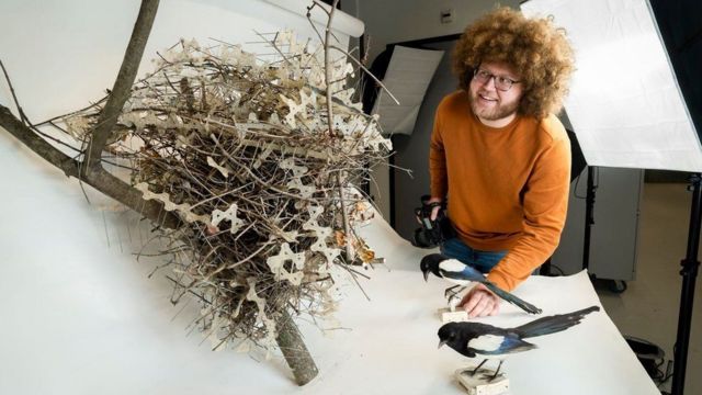 동물: 새를 쫓아내는 '조류 퇴치기'를 둥지 짓는 데 역이용하는 새들 - BBC News 코리아