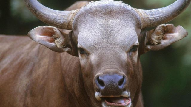 La cada vez más cercana posibilidad de clonar especies de animales ...