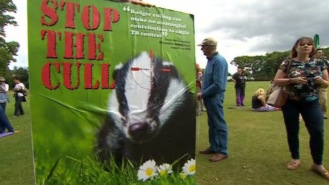 Hundreds attend Taunton anti-badger cull protest march - BBC News