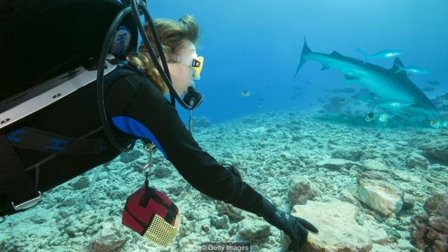 Alasan sebenarnya hiu menyerang manusia - BBC News Indonesia