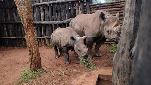 Isatura yishe uwuyikurikirana mu ruhongore rwa Kagera mu Rwanda - BBC ...